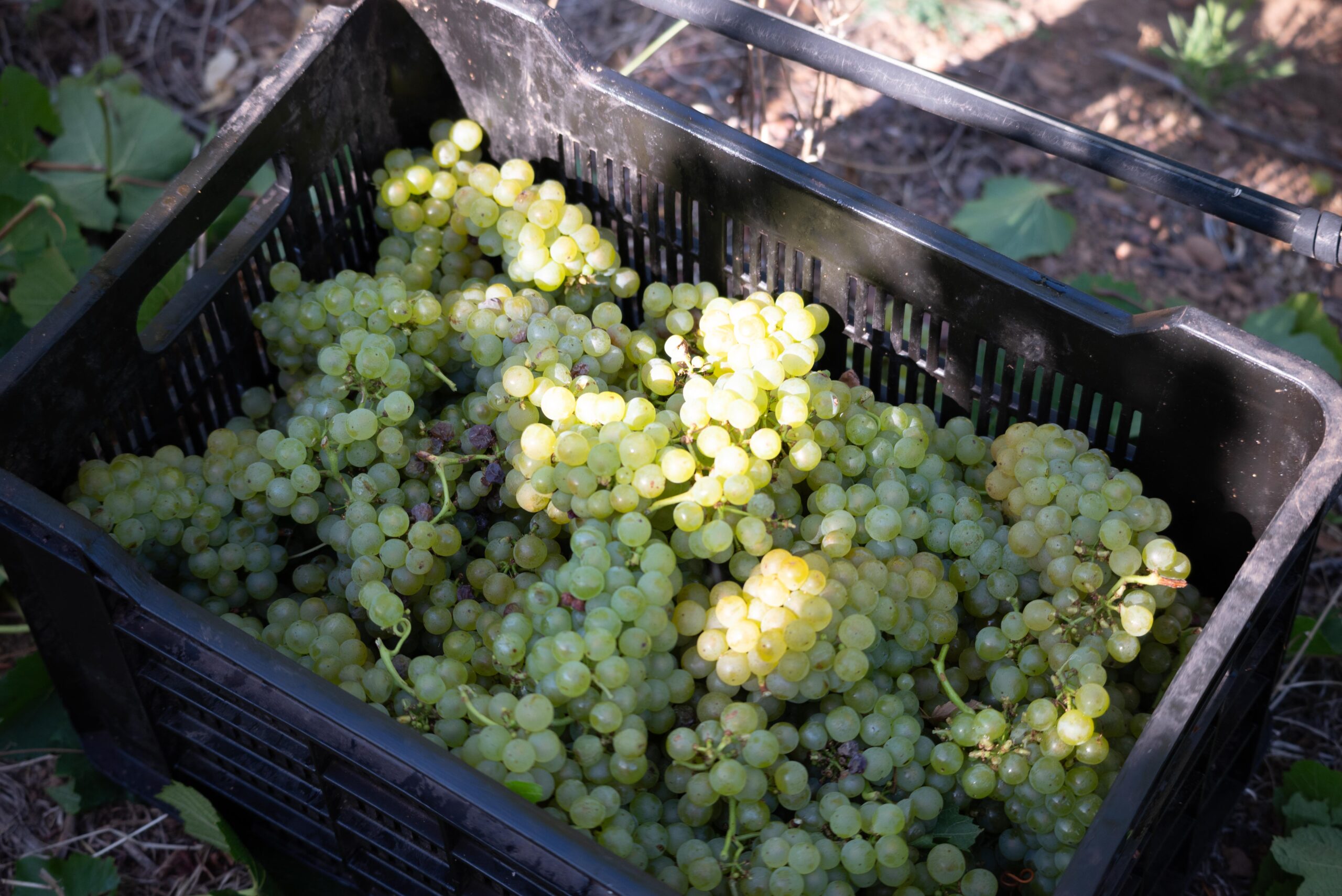 Raising a Glass to Resilience – Elgin Vintners